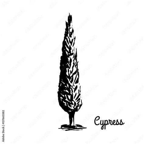 Vector Sketch Illustration Black Silhouette Of Cypress Isolated On White Background
