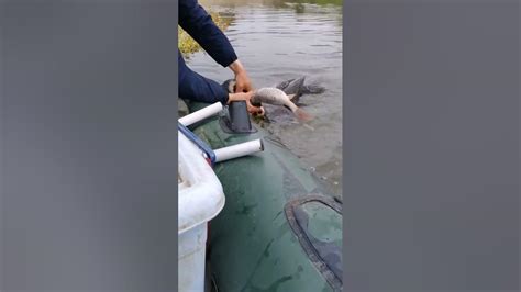 Best Cast Net Fishing Skills Best Net Fishing Video 🐟 Catching Fish 🐟