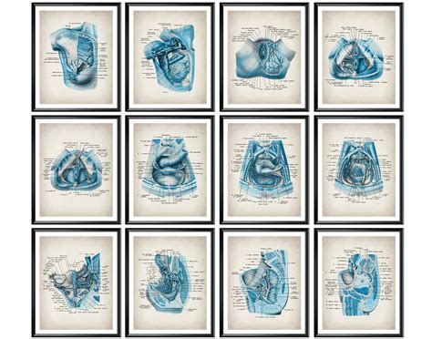 12 Female Anatomy Prints Pelvic Anatomy Posters Woman Medicine Etsy