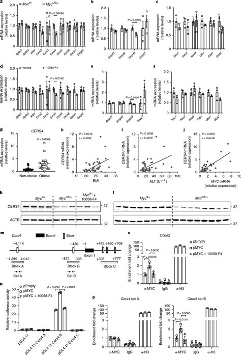 Intestinal Myc Modulates Obesity Related Metabolic Dysfunction Pmc