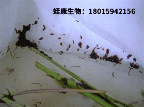 如何提高水蛭小苗的成活率 下水 免疫力 增强体质