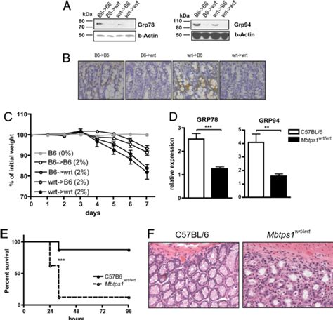 Er Stress In Nonhematopoietic Cells Correlates With The Colitis