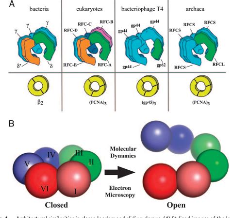 Figure 1 From The Opened Processivity Clamp Slides Into View Semantic Scholar