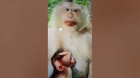 30 May 2024pahle Nani Dadi Ke Ghar Saccha Paida Hoti Thishortsfunny