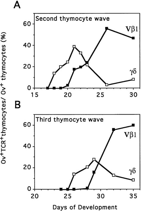 Comparative Differentiation Kinetics Of The Second And Third Waves Of