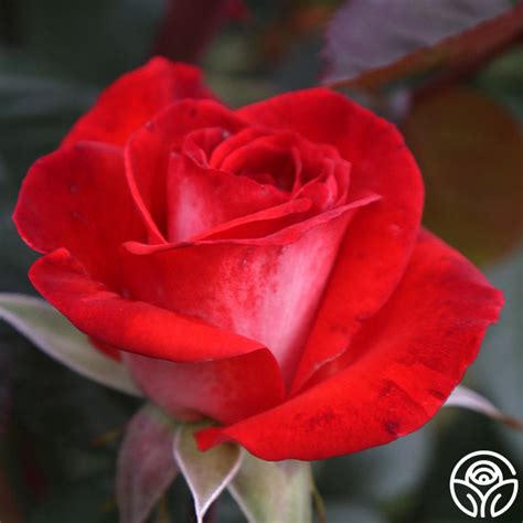 Smokin Hot Rose Hybrid Tea Moderately Fragrant Heirloom Roses
