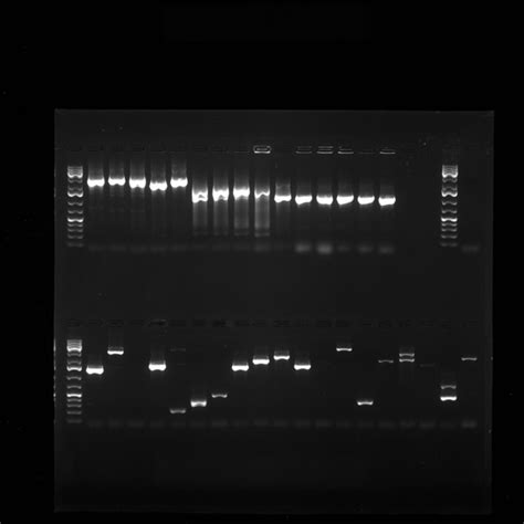 Characterization Of Antibiotic Resistomes By Reprogrammed Bacteriophage Enabled Functional