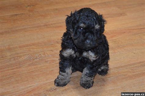 Pudl Střední černý Prodej Inzerce