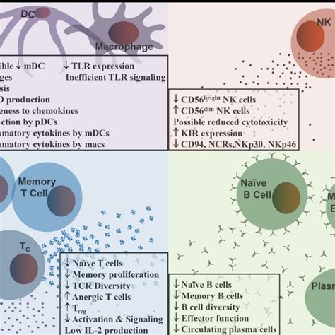 Pdf Immunosenescence And Challenges Of Vaccination Against Influenza
