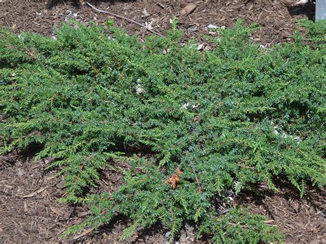 Можжевельник обыкновенный 'Green Carpet'/ Juniperus communis 'Green ...
