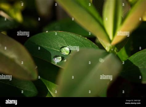 Macro Raindrops Background Beautiful Natural Mesmerizing Background Raindrops On The Green