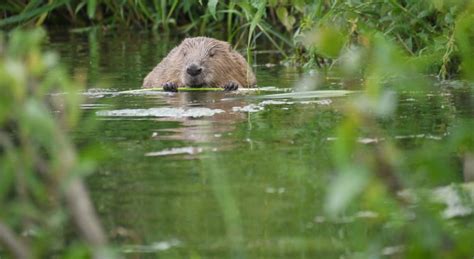 Bever Biesbosch De Groene Agenda