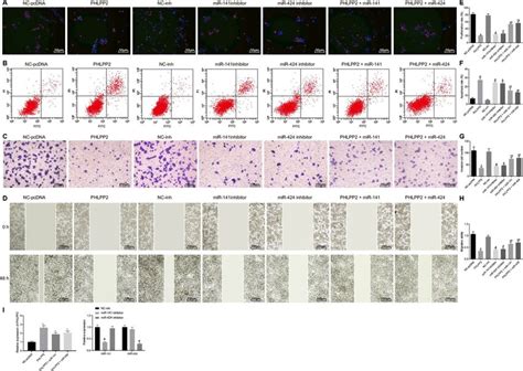 Overexpressed Phlpp2 Inhibits The Proliferation Migration Invasion Of