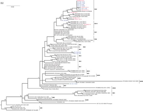 Maximum Likelihood Phylogenetic Analysis Of The C Terminal Second Download Scientific Diagram