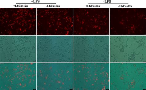 Mini Crrna Mediated Crispr Cas12a System Enhanced Imaging Of Multiple Micrornas In Cells