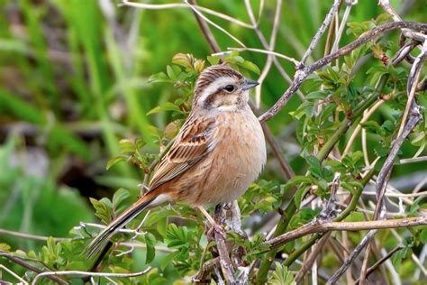 Japanese Wild Birds Info