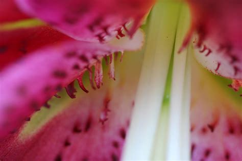 30 Free Stargazer Lily Stargazer Images Pixabay