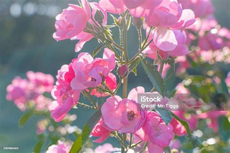 장식용 나무에서 활짝 핀 분홍색 꽃의 클로즈업 이미지 아마도 수분 과정에 있을 가능성이 있는 녹지 부드러운 초점 스타일 및 따뜻한 색상 팔레트가 있는 자연 환경 개념에 대한