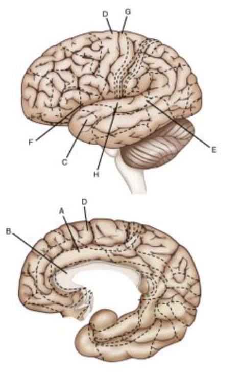 Brain Surface Diagram Quizlet