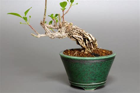 マユミ Rまゆみ真弓実もの盆栽の販売と育て方作り方