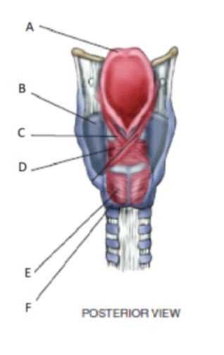 Anatomy Diagram 2 Diagram Quizlet