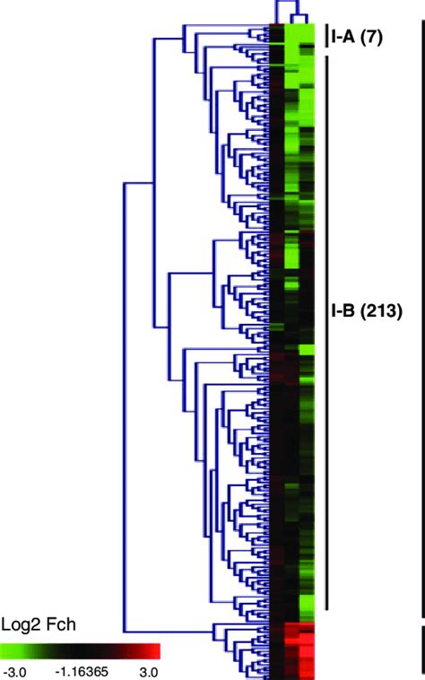 Hierarchical Average Linkage Clustering Of 241 Tf Genes Differentially