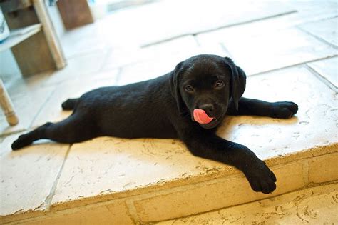 Adorable Black Labrador Retriever Puppy