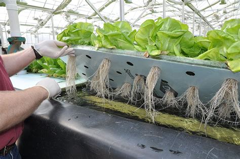 Hydroponics Dissolvedoxygen Agtech Horticulture Greenhouse