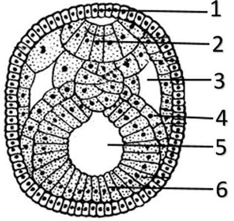 Задание №73195 Выберите три верно обозначенные подписи к рисунку
