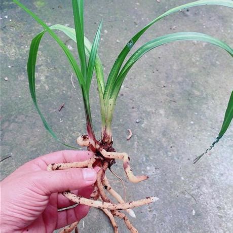秋芝血红脚水晶中透艺 兰花交易网