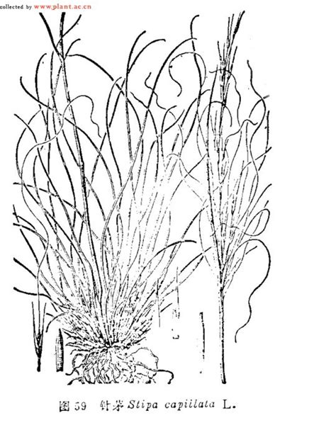 针茅Stipa capillata Linn 植物通