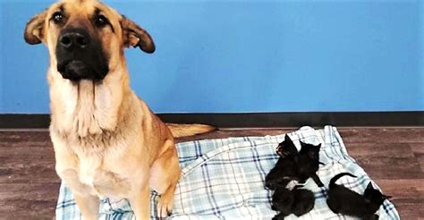 Encuentran A Una Perrita De La Calle Acurrucada En La Nieve Calentando