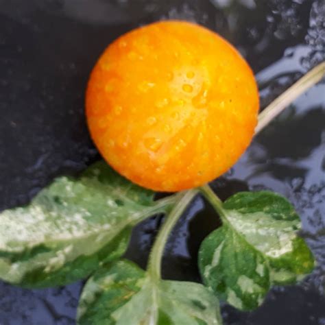 Karierte Tomate Seltene Saaten Setzlinge Und Mehr Karierte Tomate Seltene Saaten Setzlinge Und Mehr