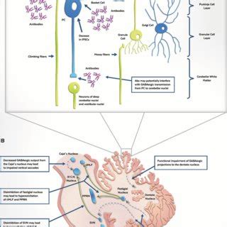 A Purkinje Cells Pc Is The Only Output Of The Cerebellar Cortex Download Scientific Diagram