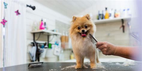 How Often Should I Groom My Dog Angies Mobile Pet Styling Of Palm