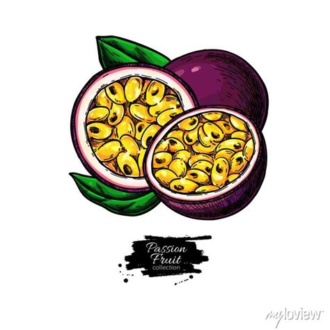 Passion Fruit Vector Drawing Hand Drawn Tropical Food Illustration