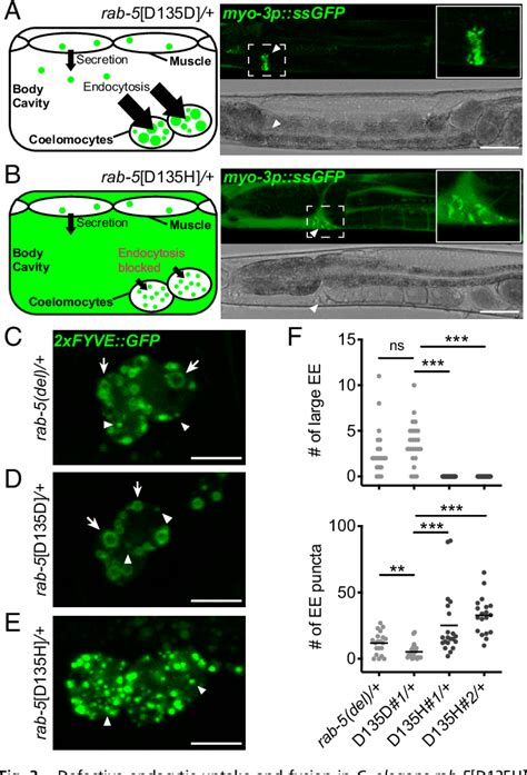 Figure 1 From A Dominant Negative Variant Of Rab5b Disrupts Maturation Figure 1 From A Dominant Negative Variant Of Rab5b Disrupts Maturation
