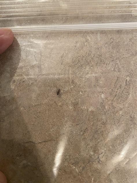 Please Help Im Pretty Sure This Isnt A Bed Bug But Just Want To Make