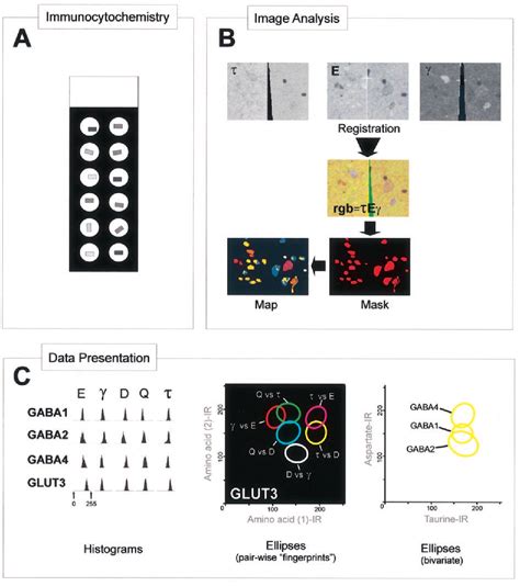 Figure 1 From Cellular Diversity In Mouse Neocortex Revealed By