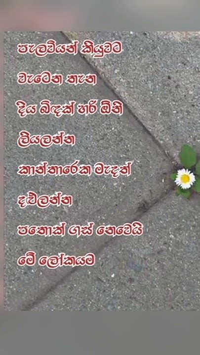 අපි හැමෝම පතොක් ගස් නෙවෙයි 😔 Youtube