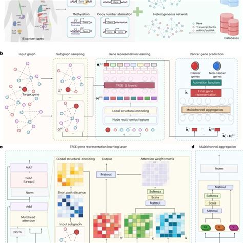 Interpretable Identification Of Cancer Genes Across Biological Networks