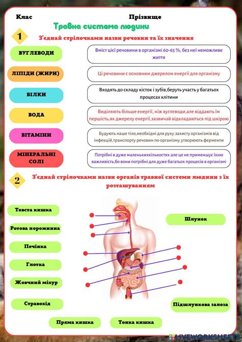 2298860 Травна система людини Geograpfy07