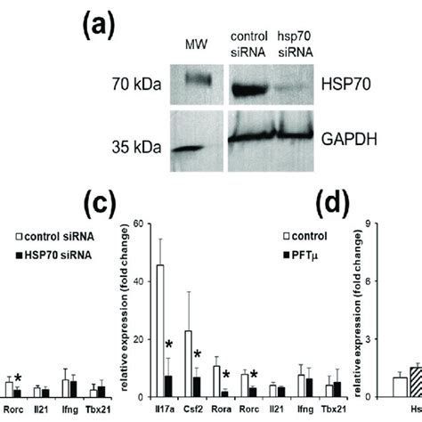 Heat Shock Protein 70 Hsp70 Expression And Function Manipulation