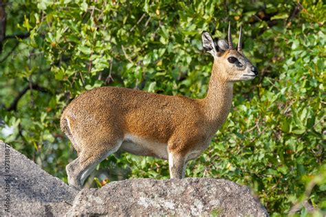 Klipspringer Antelope Mammal Of The National Park Reserves And Parks Of
