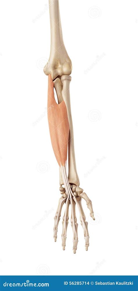 The Flexor Digitorum Superficialis Royalty Free Illustration