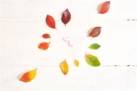흰색 나무 배경에 두 개의 분홍색 하트와 화려한 단풍프레임으로 개념 사랑 가을 0명에 대한 스톡 사진 및 기타 이미지 0명