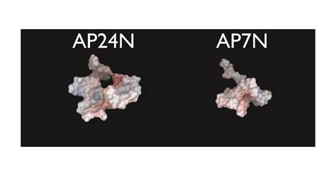 Structural Features That Distinguish Kinetically Distinct Biomineralization Polypeptides