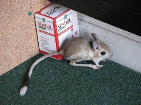 Weird Mouse Gallery Ebaums World