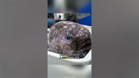 Blobfish The Face Of Deep Sea Adaptation Youtube