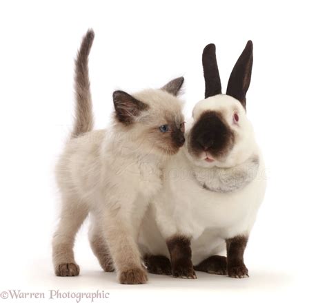 Ragdoll X Siamese Kitten Snuggling Up To Colourpoint Rabbit Photo Wp45891